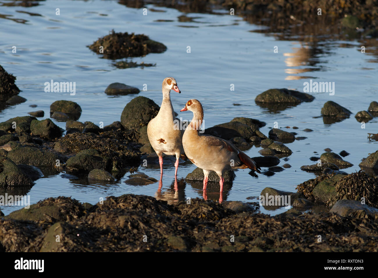 Pair of Egyptian geese on the banks of the river Douro. Early morning ...
