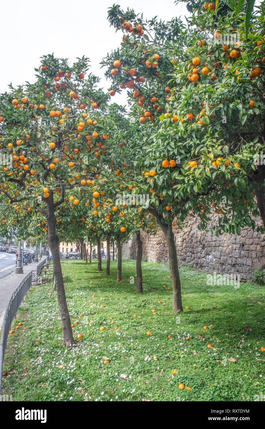 Italian fruit trees hi-res stock photography and images - Alamy