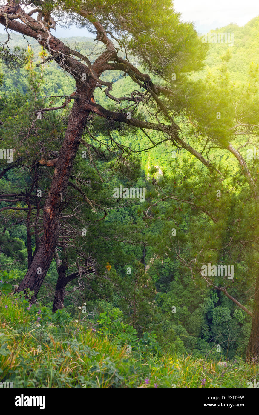 Curved Trunk High Resolution Stock Photography and Images - Alamy