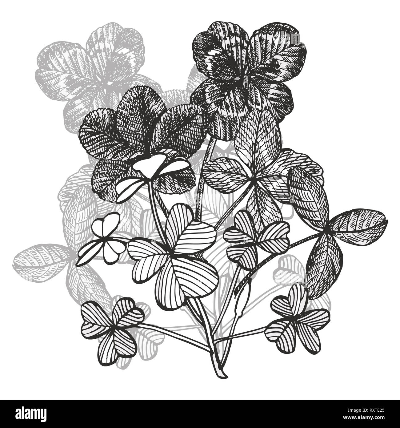 Clover set. Isolated wild plant and leaves on white background. Herbal ...