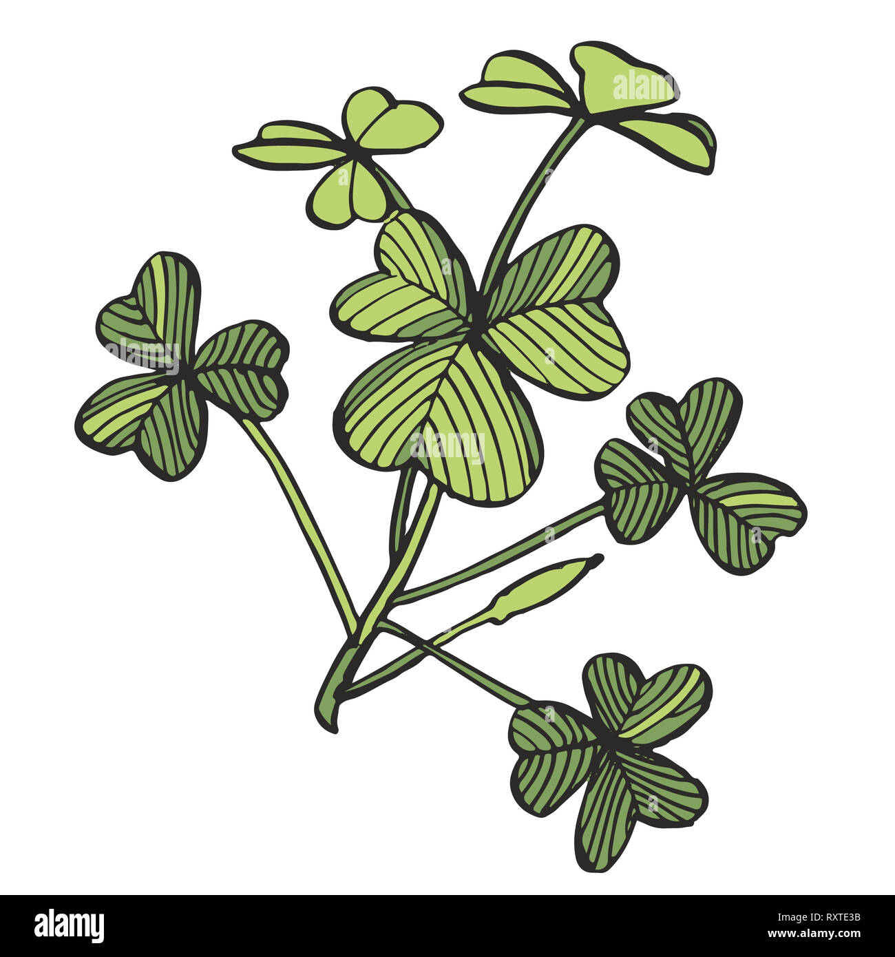 Clover set. Isolated wild plant and leaves on white background. Herbal ...
