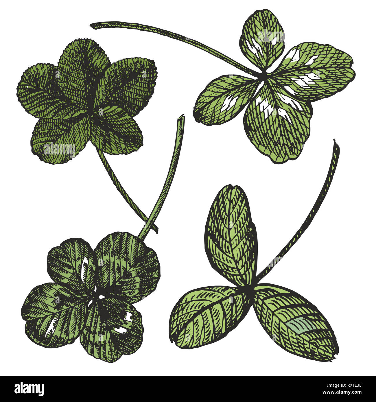 Clover set. Isolated wild plant and leaves on white background. Herbal ...