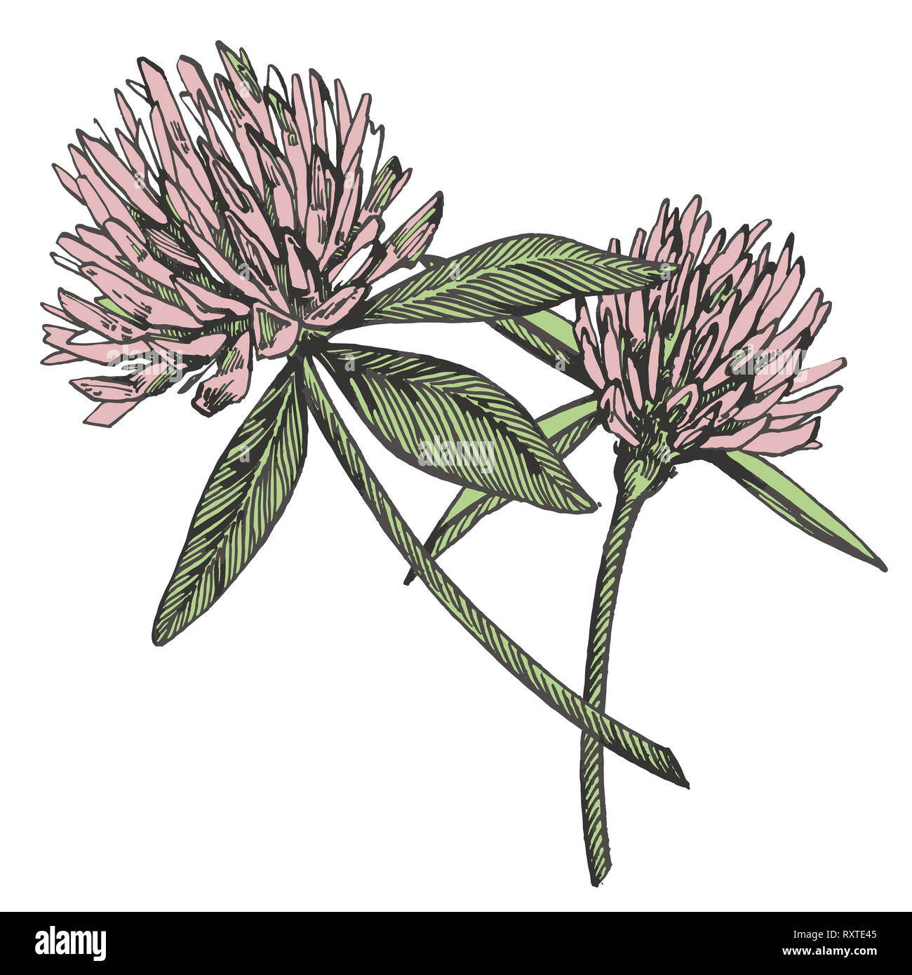 Clover set. Isolated wild plant and leaves on white background. Herbal ...