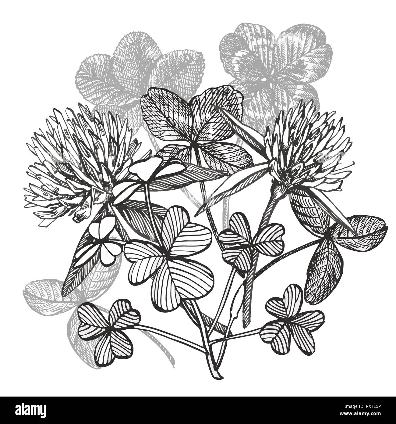Clover set. Isolated wild plant and leaves on white background. Herbal ...