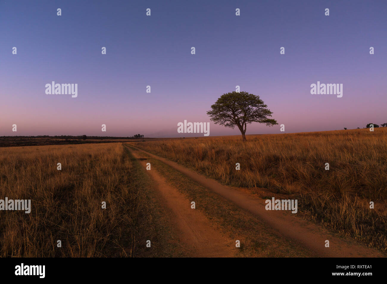 Road to nowhere and lone tree Stock Photo - Alamy