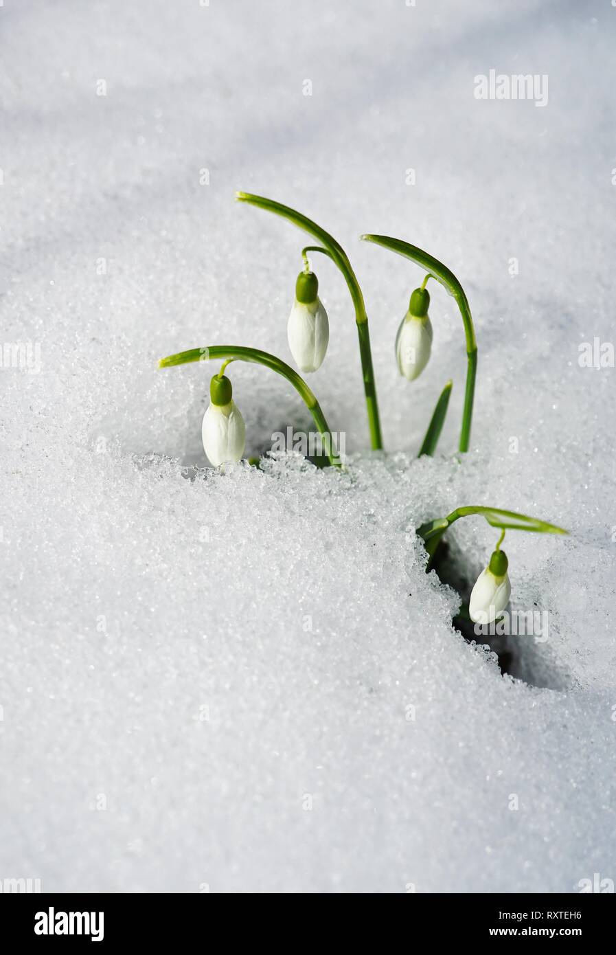 Tiny white snowdrop galanthus flowers in bloom emerge through the ...