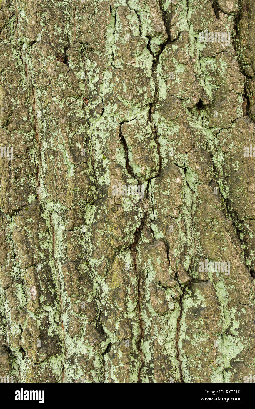 old oak tree bark texture background macro Stock Photo - Alamy