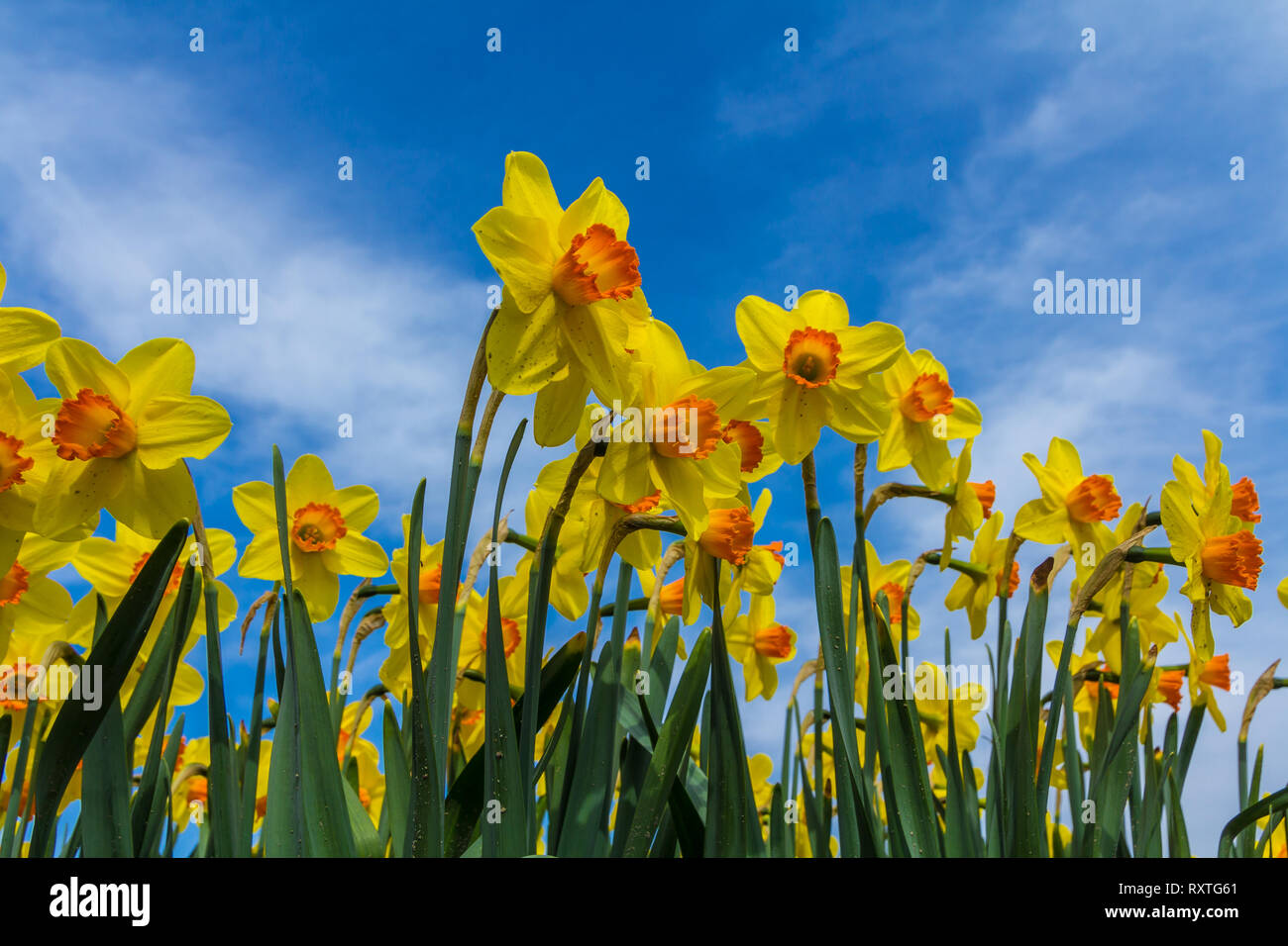 Golden yellow dutch daffodil flowers close up low angle of view with ...