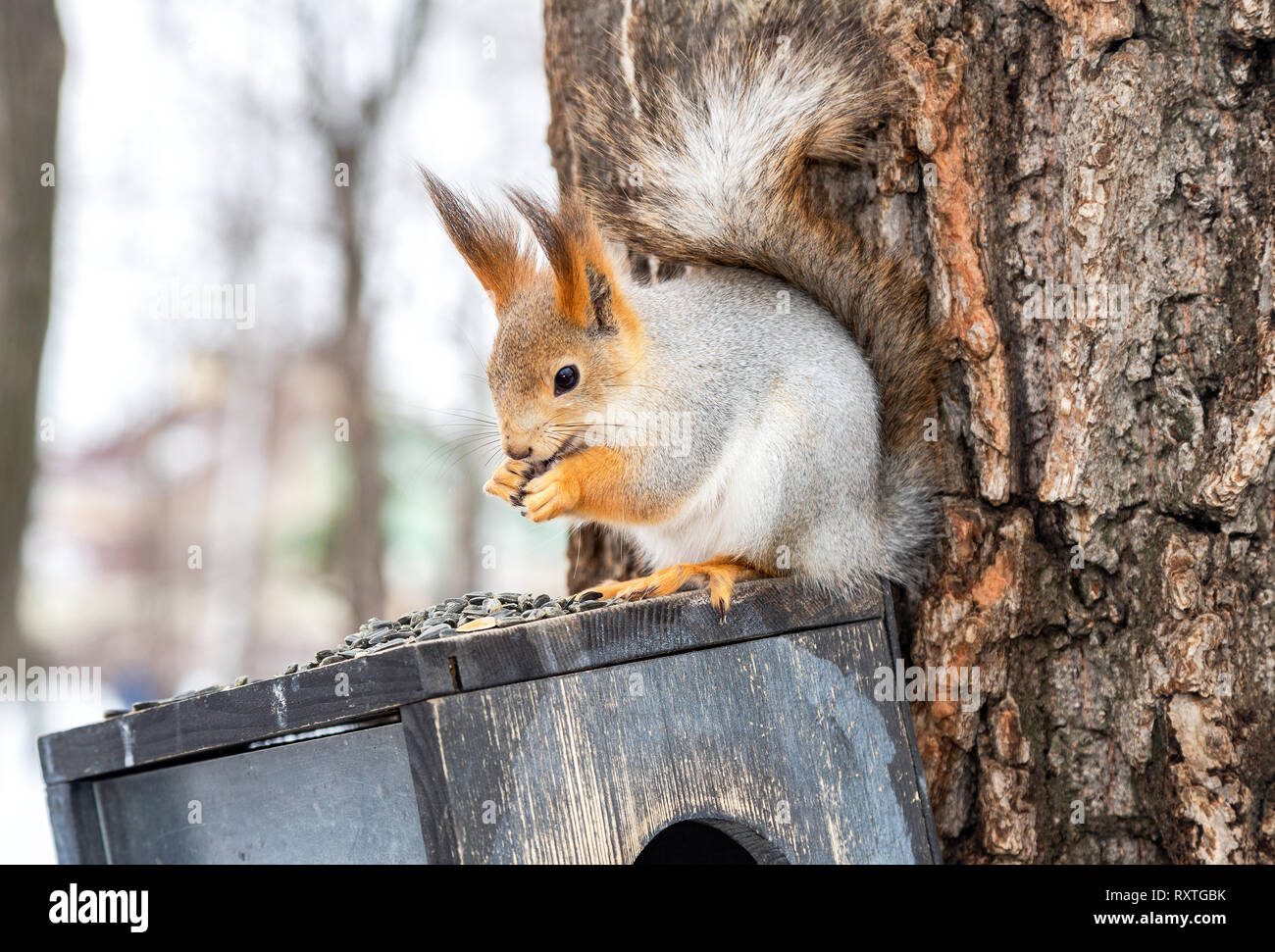 Red squirrel with sunflower hi-res stock photography and images - Alamy