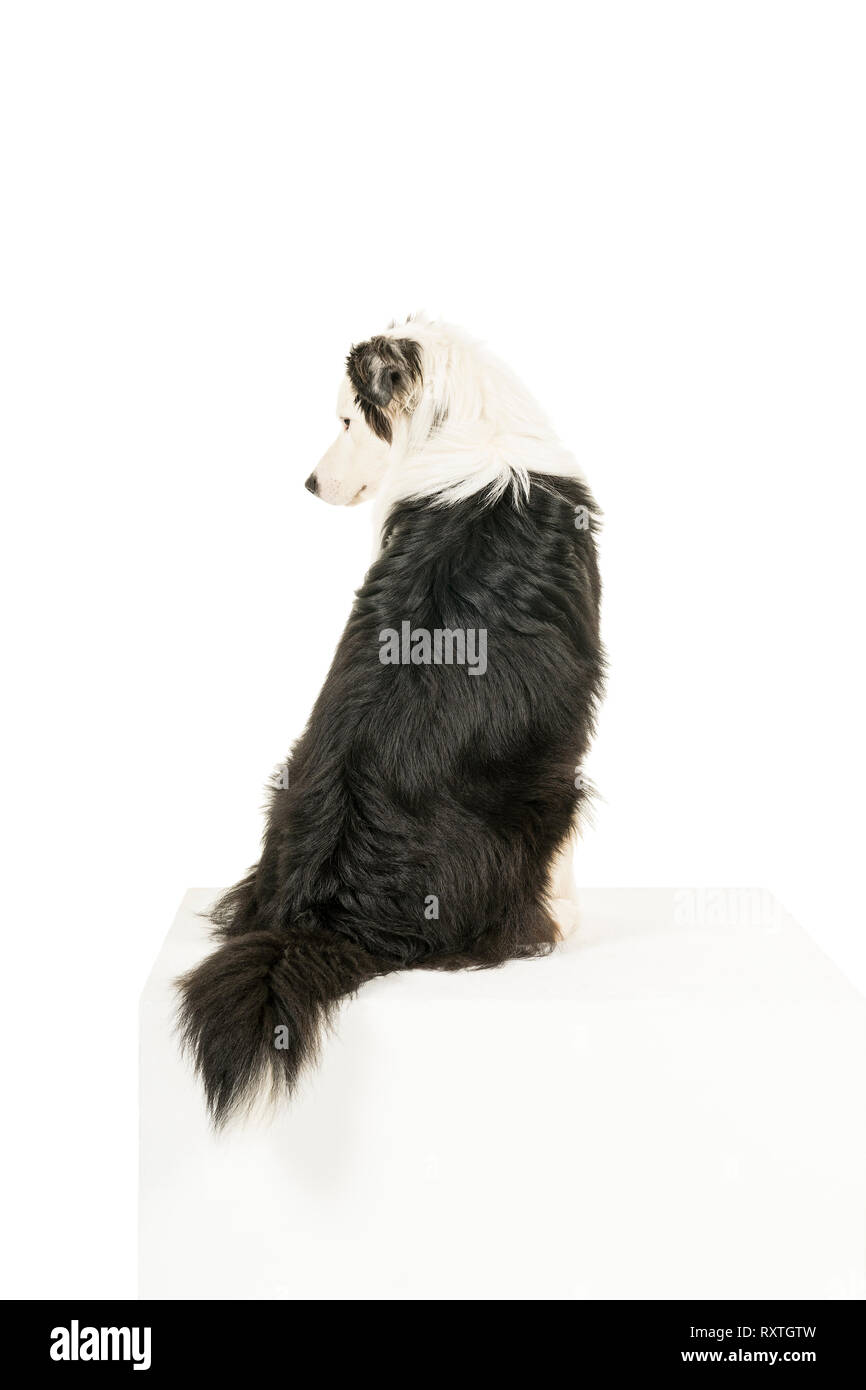 Australian Shepherd dog in white background back turned looking aside ...