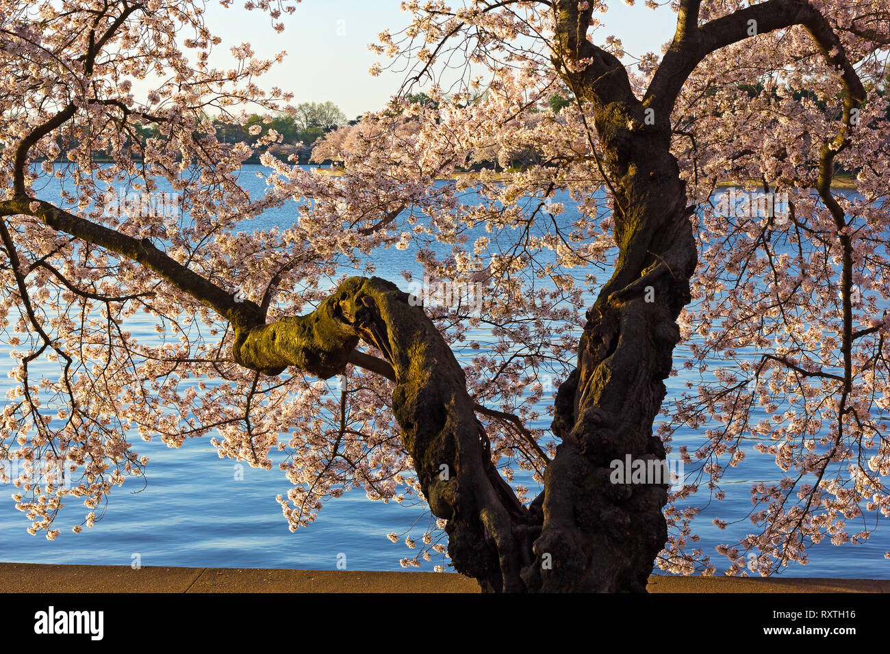Old cherry tree at peak of its bloom. Washington DC landscape during ...