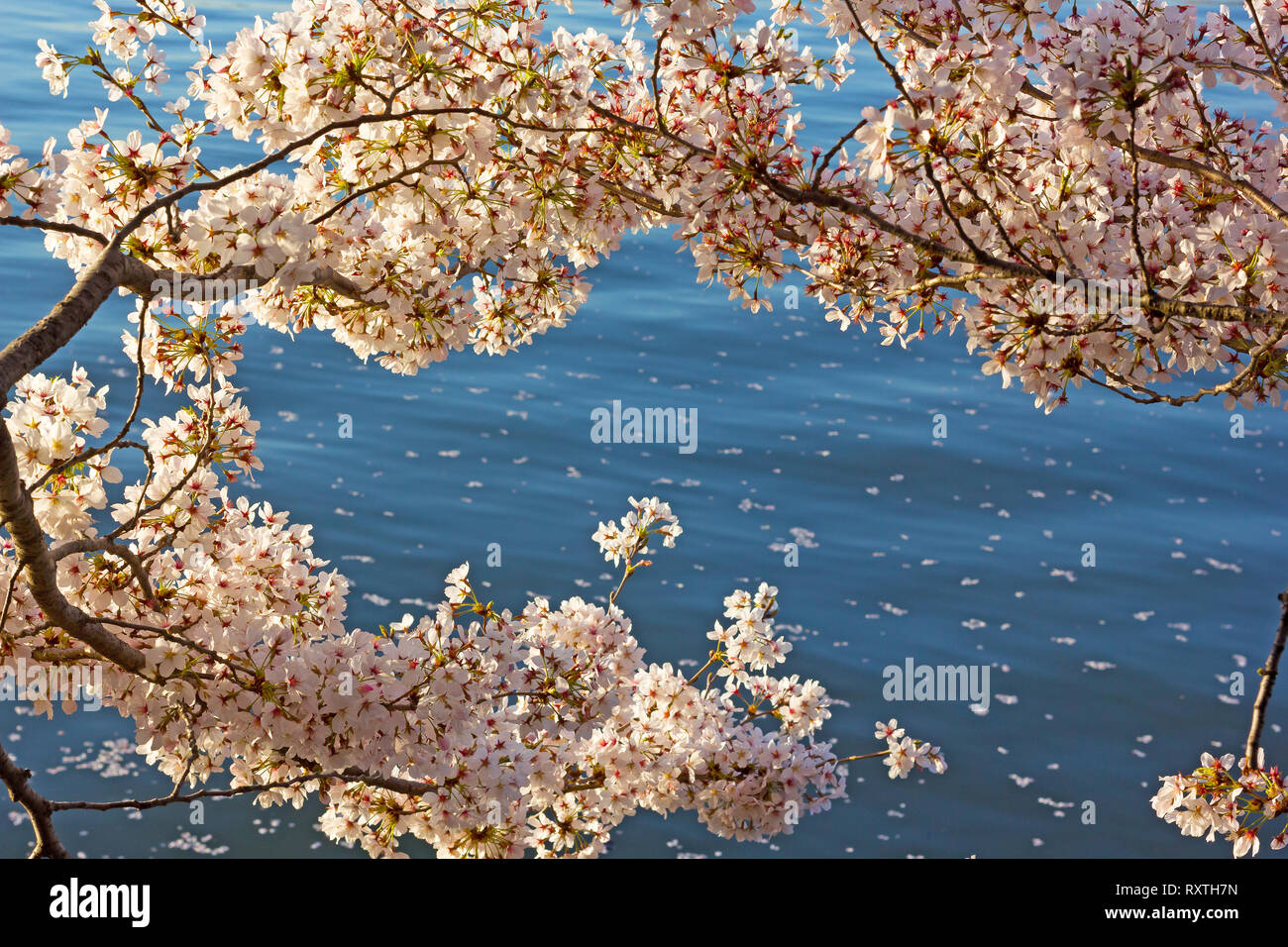 Tidal basin in washin hi-res stock photography and images - Alamy