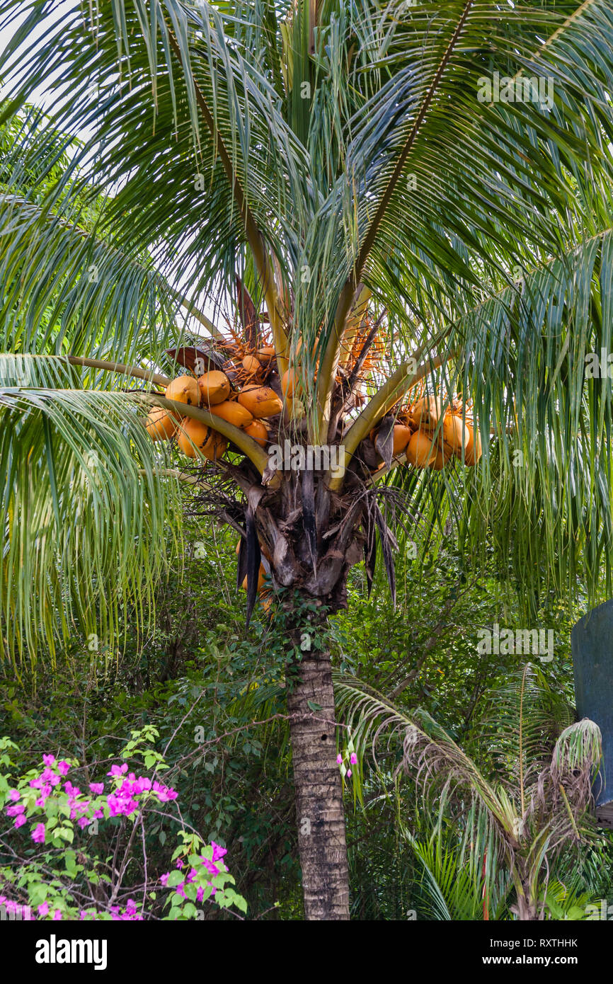 Palm Nuts High Resolution Stock Photography and Images - Alamy