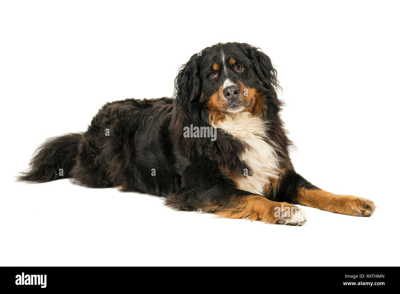 Berner Sennen Mountain dog lying looking up isolated on a white ...