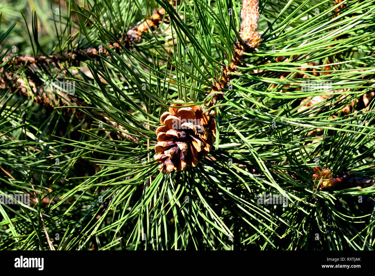 Pinus mugo. Needles and buds close up, Beautiful natural background ...