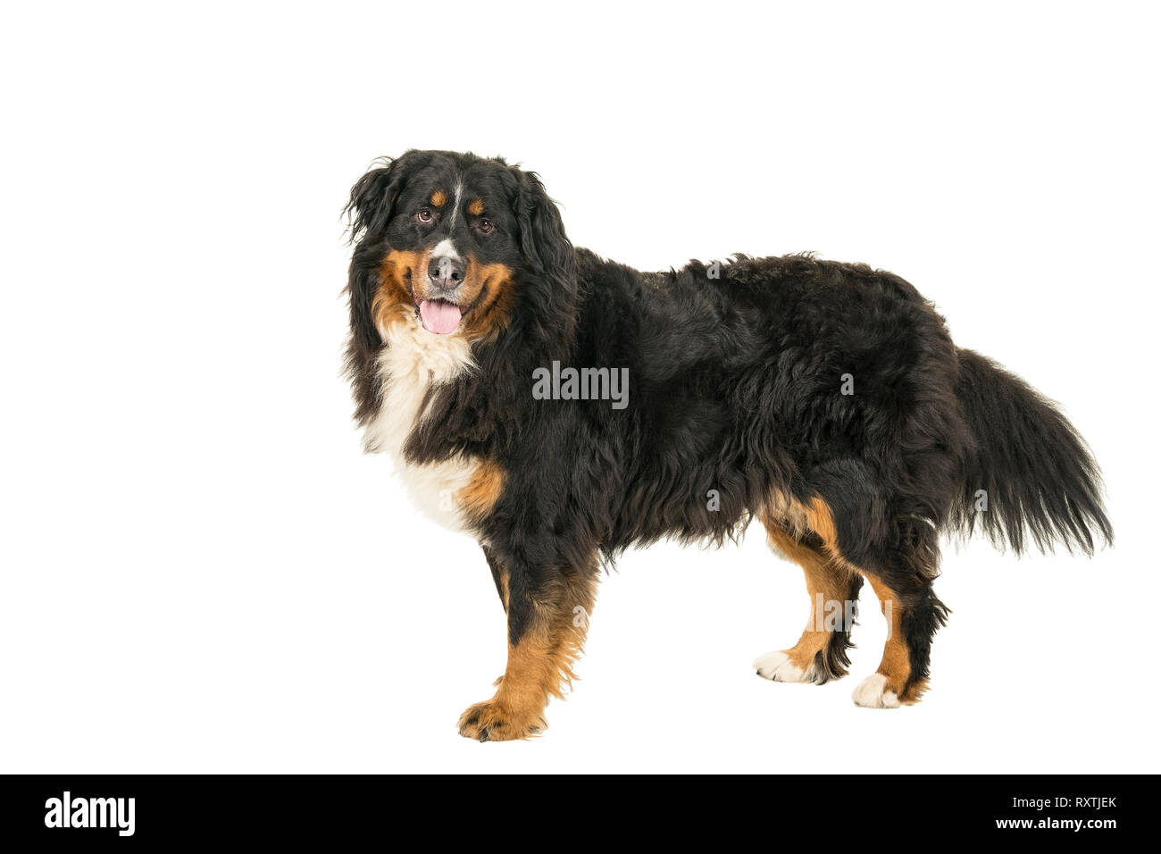 Berner Sennen Mountain dog standing looking up isolated on a white ...