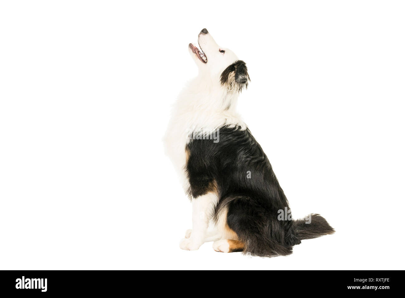 Dog Sitting Sideways