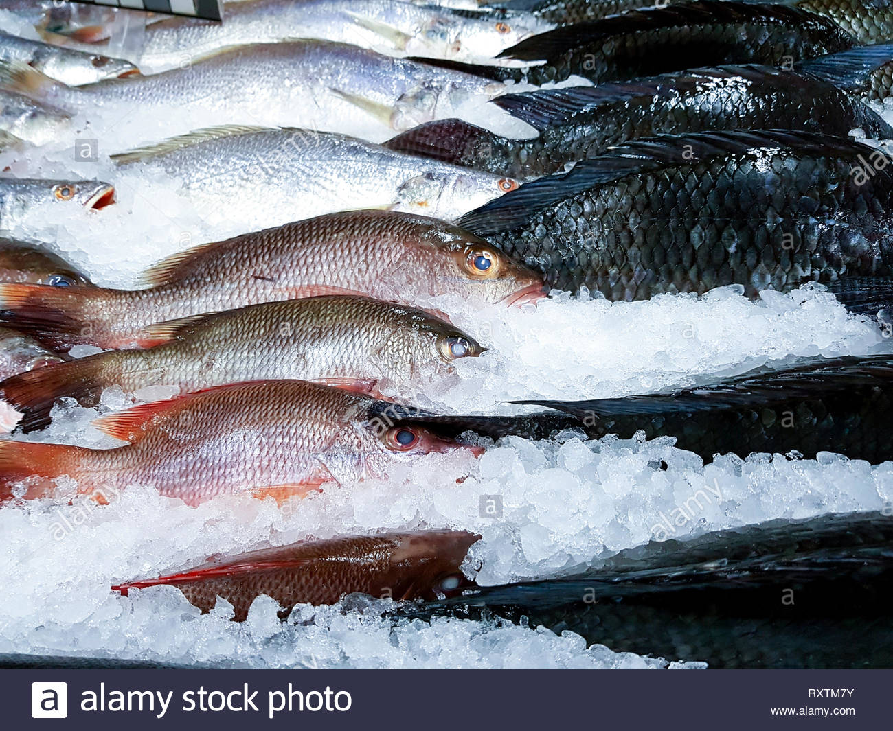 Croaker Stock Photos & Croaker Stock Images - Alamy