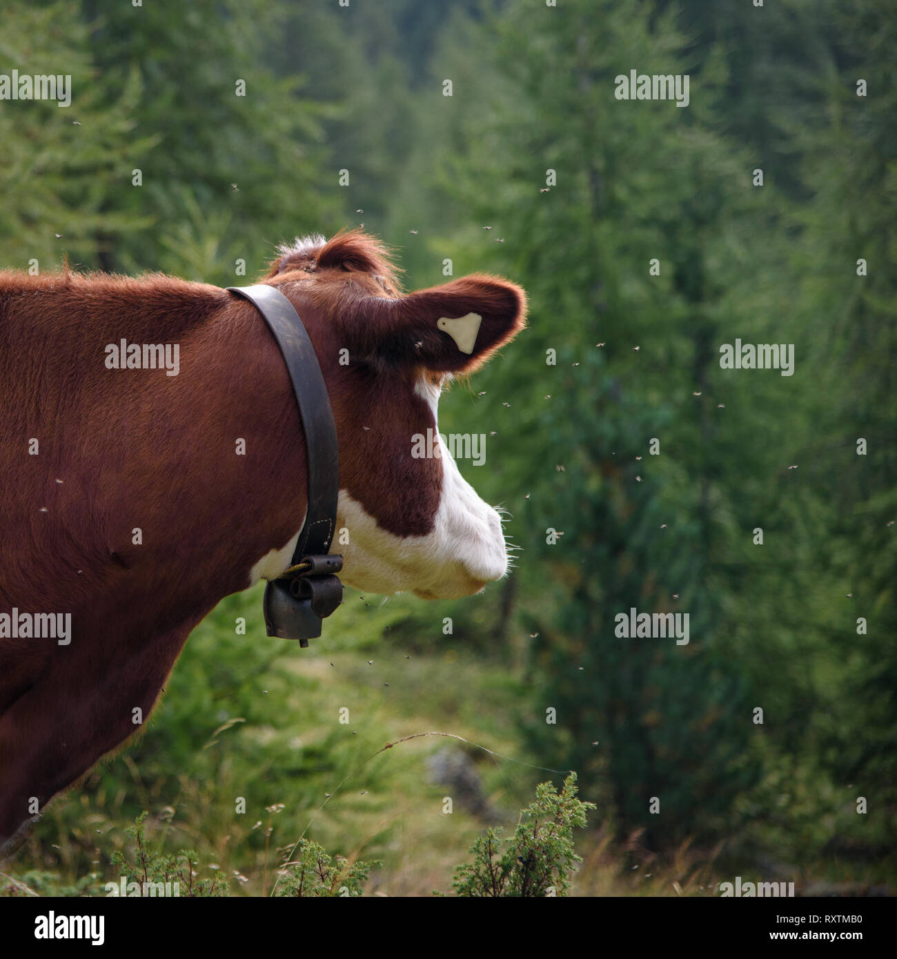 a portrait of cow in the pasture, with flies flying around her head ...