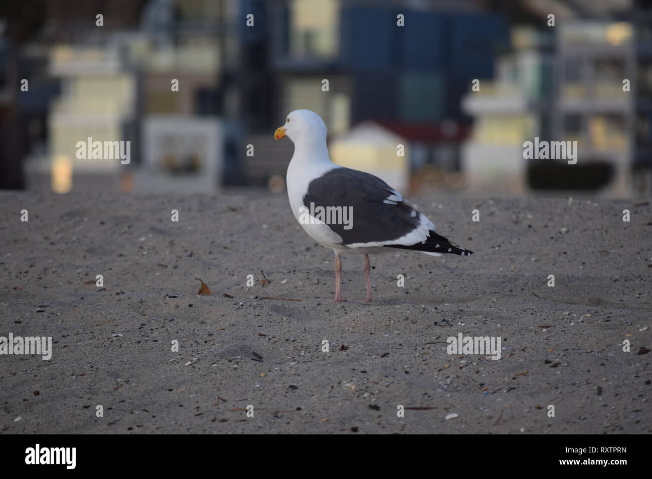 Santa bird hi-res stock photography and images - Alamy