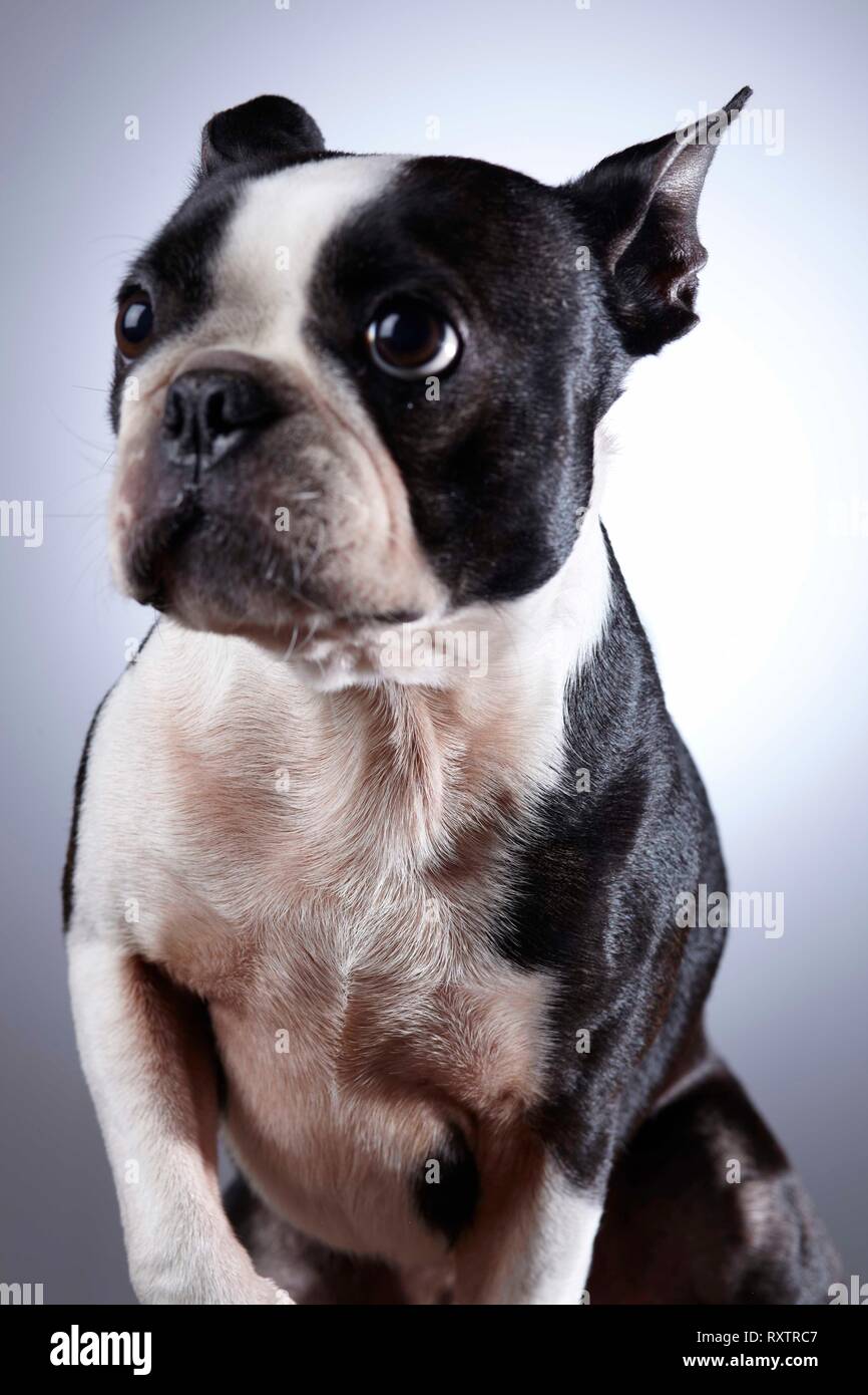 Portrait of a Boston Terrier dog Stock Photo - Alamy