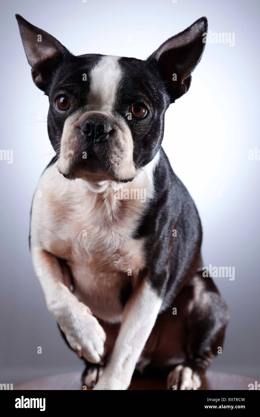 Portrait of a Boston Terrier dog Stock Photo - Alamy