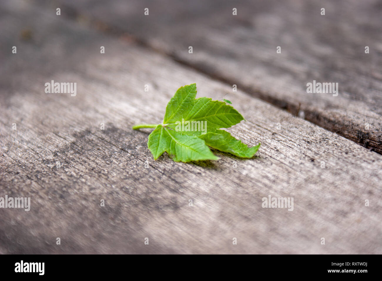 Sycamore wood texture hi-res stock photography and images - Alamy