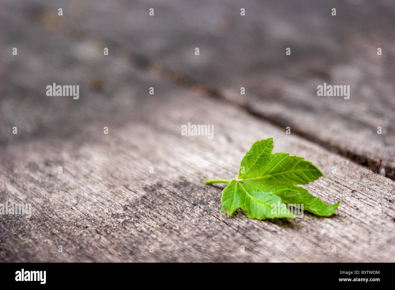 Sycamore wood texture hi-res stock photography and images - Alamy