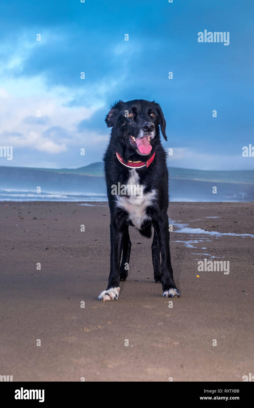 collie cross dog on a beach Stock Photo - Alamy