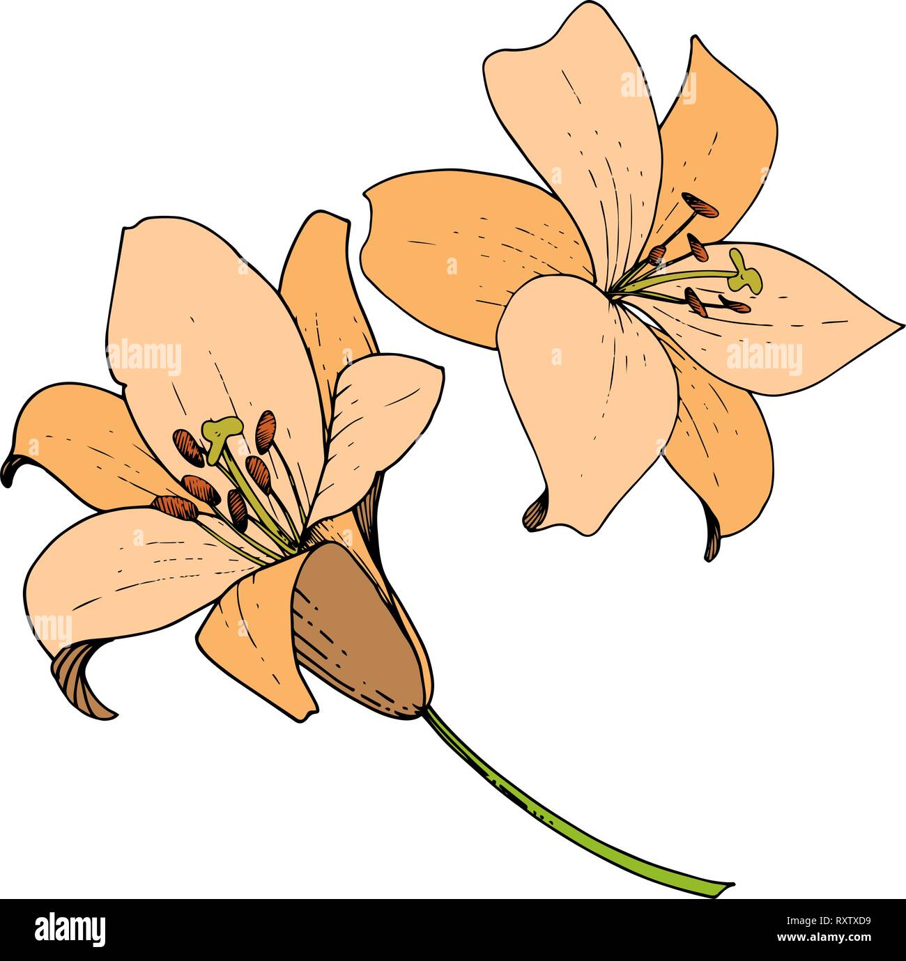 Lilium orange lily flowers Stock Vector Images - Alamy