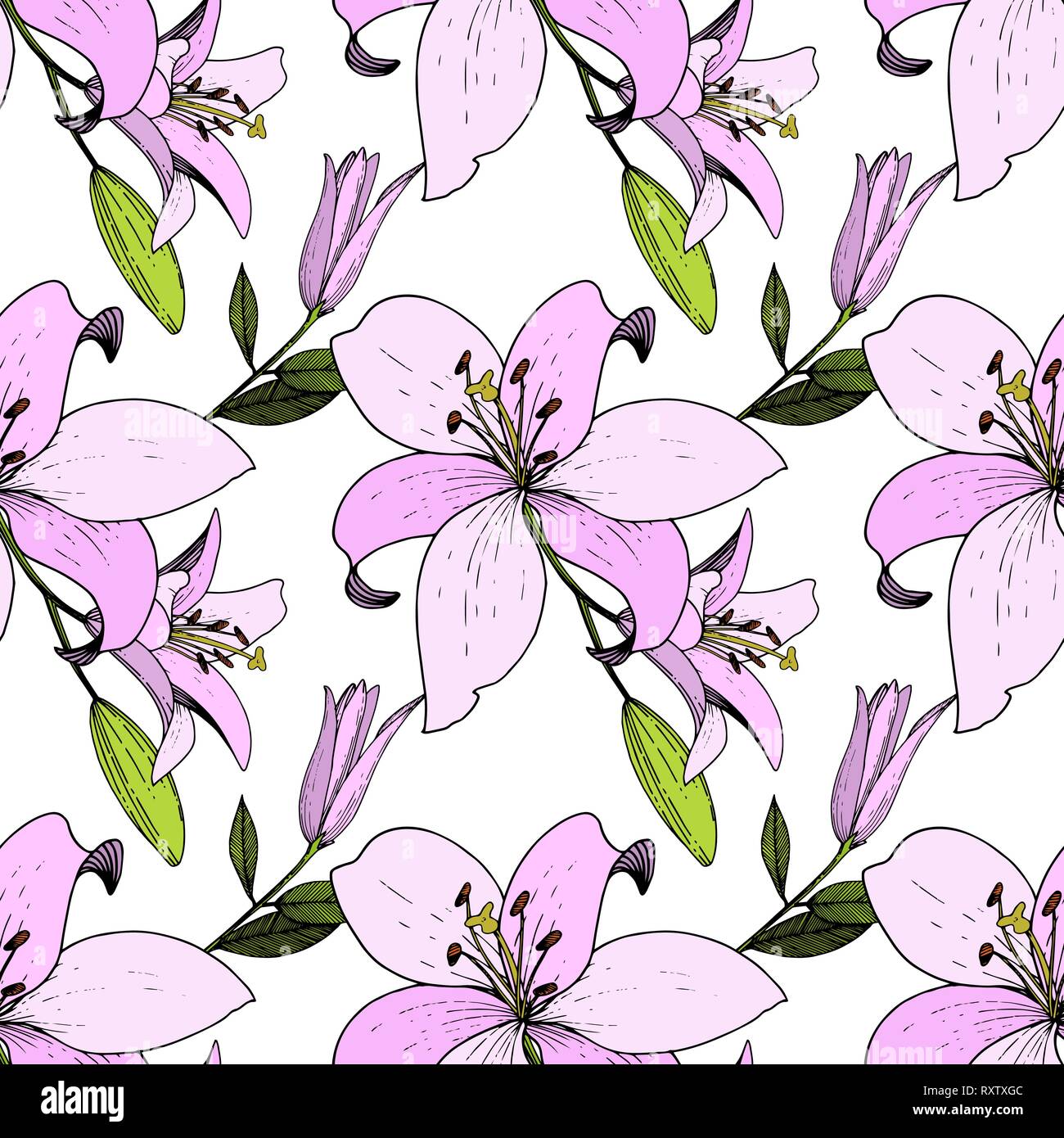 Vector Lily floral botanical flower. Engraved ink art. Seamless ...