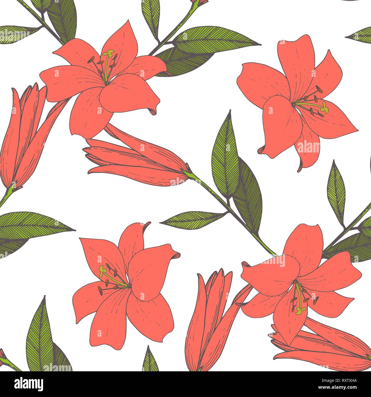 Vector Lily floral botanical flower. Engraved ink art. Seamless ...