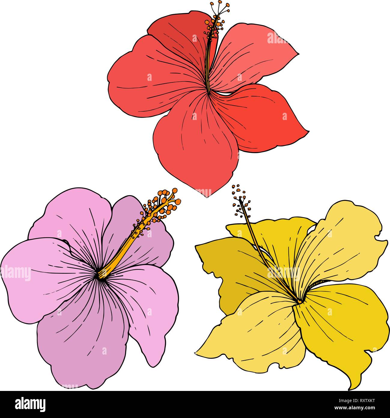 Vector Hibiscus floral tropical flowers. Engraved ink art. Isolated hibiscus illustration ...