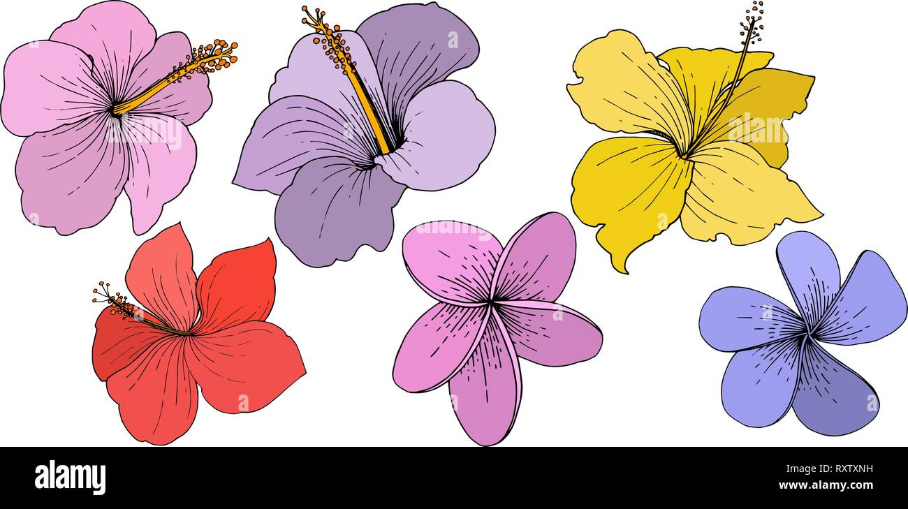 Vector Hibiscus floral tropical flowers. Engraved ink art. Isolated hibiscus illustration ...