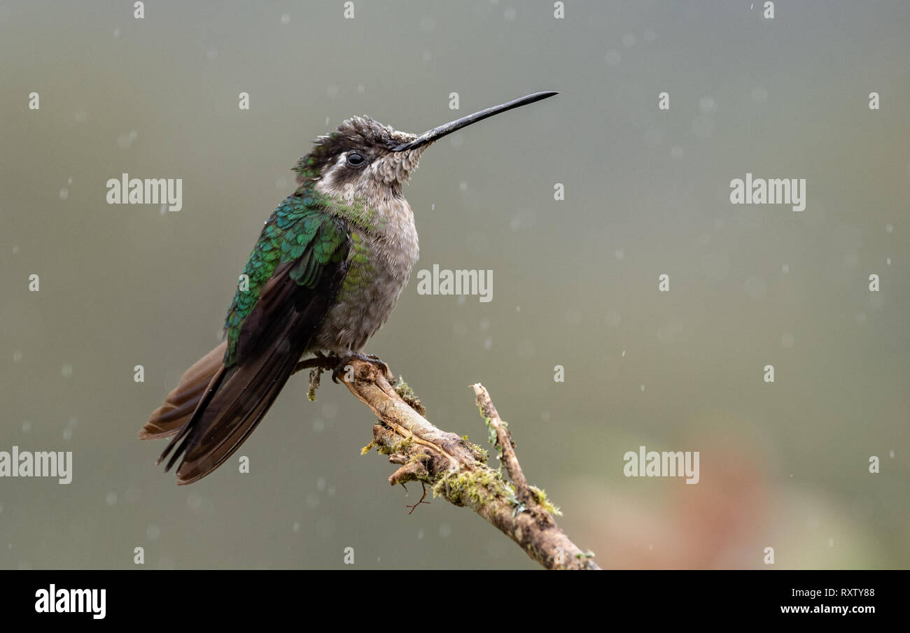 Hummingbird in Costa Rica Stock Photo - Alamy