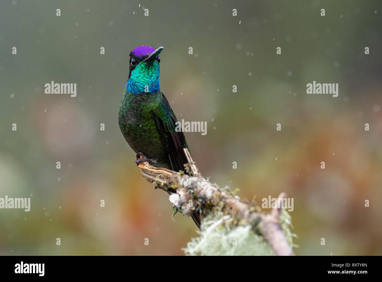 Hummingbird in Costa Rica Stock Photo - Alamy