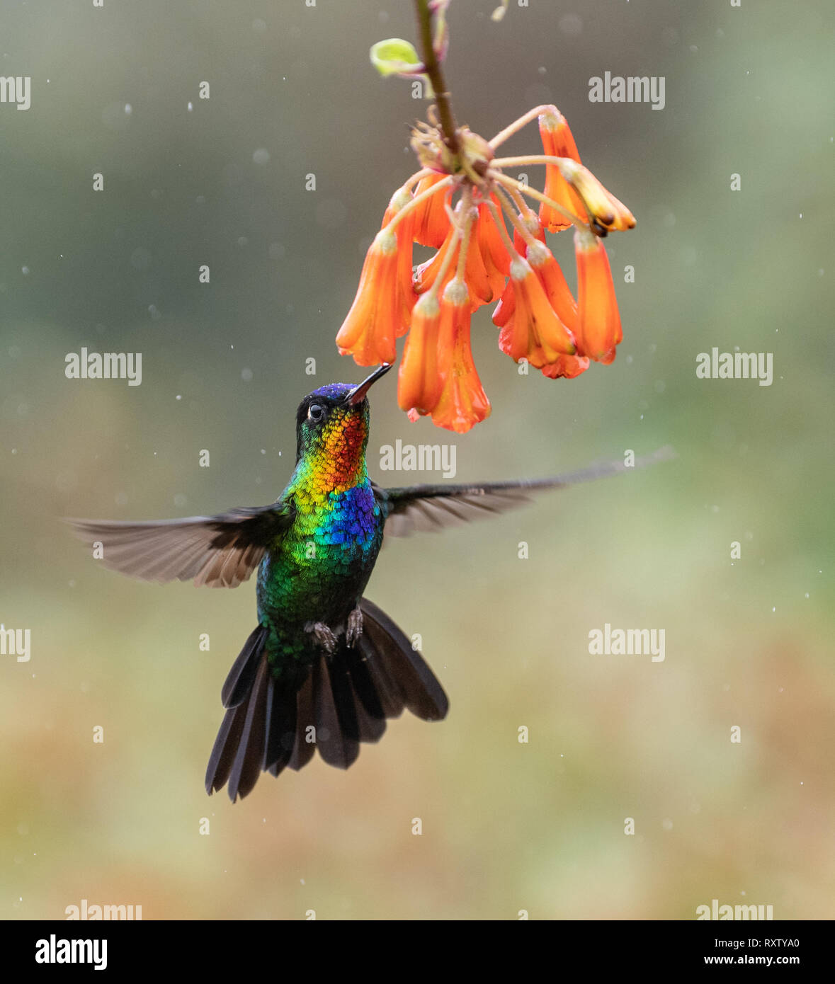 Costa rica hummingbird hi-res stock photography and images - Alamy