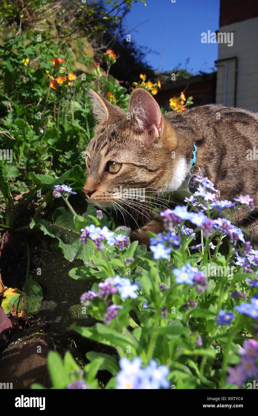 Tabby cat and wild flowers Stock Photo - Alamy
