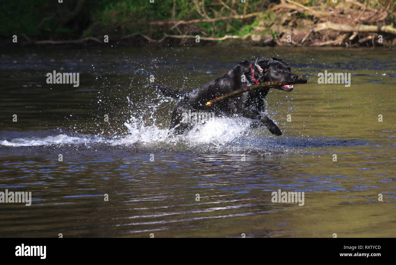 Black labrador running in water Stock Photo - Alamy
