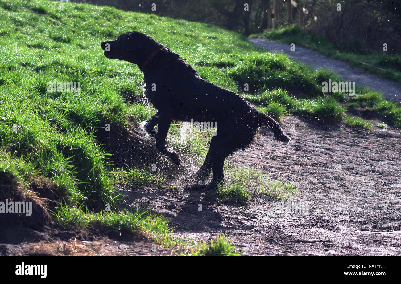 Black labrador running on river bank Stock Photo - Alamy