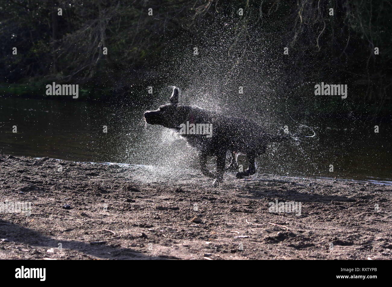 Black labrador shaking water Stock Photo - Alamy