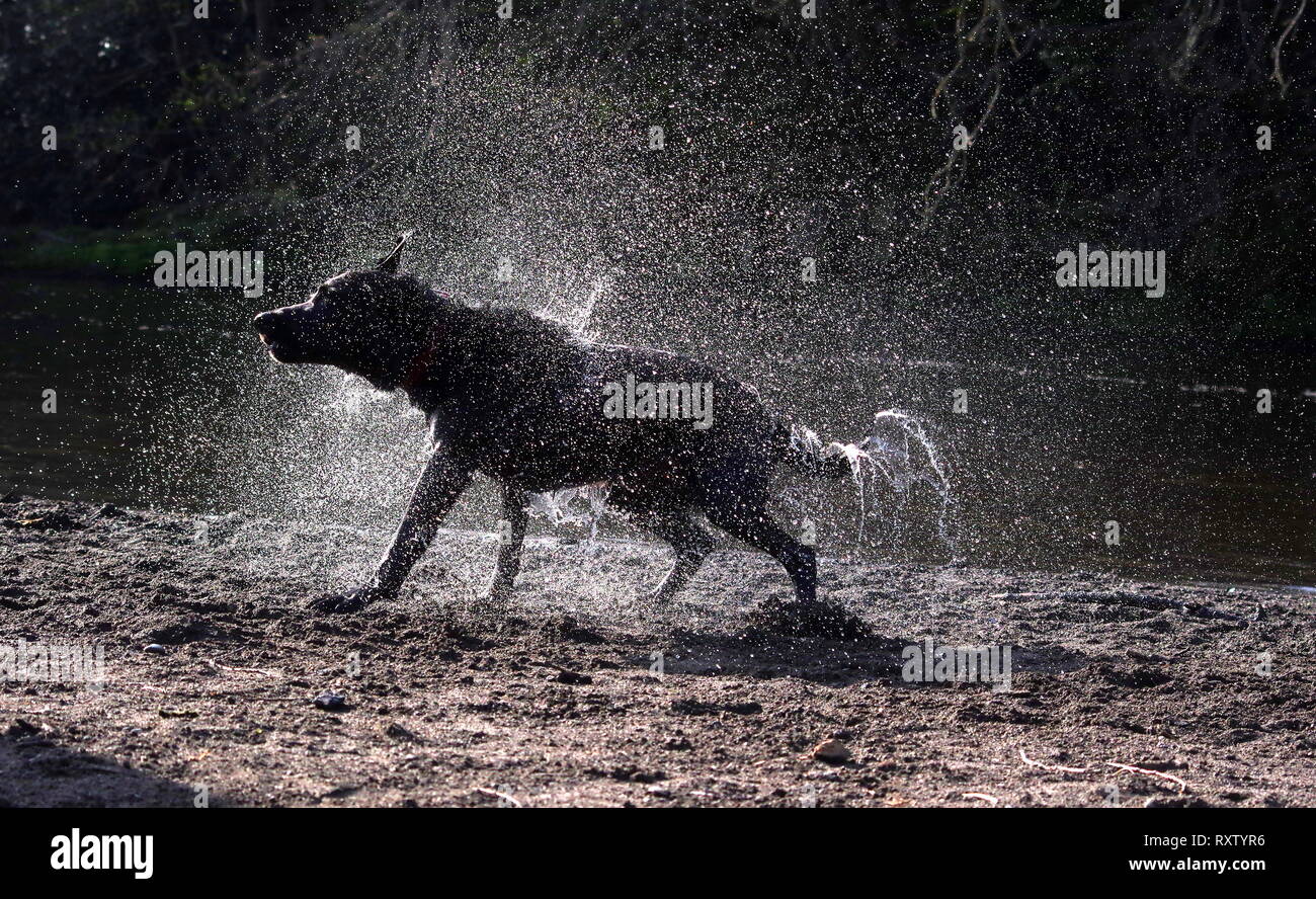 Black labrador shaking water Stock Photo - Alamy