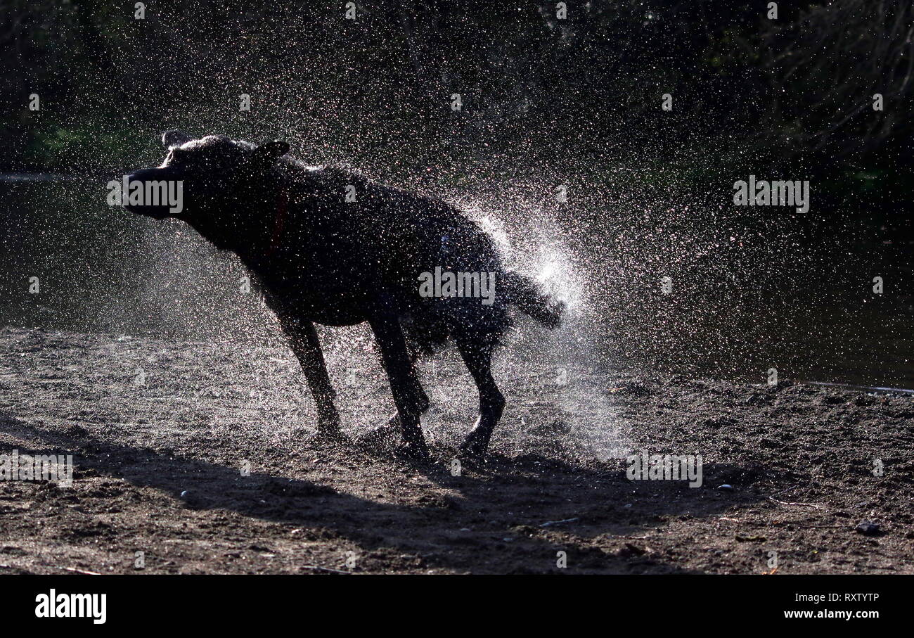 Black labrador shaking water Stock Photo - Alamy