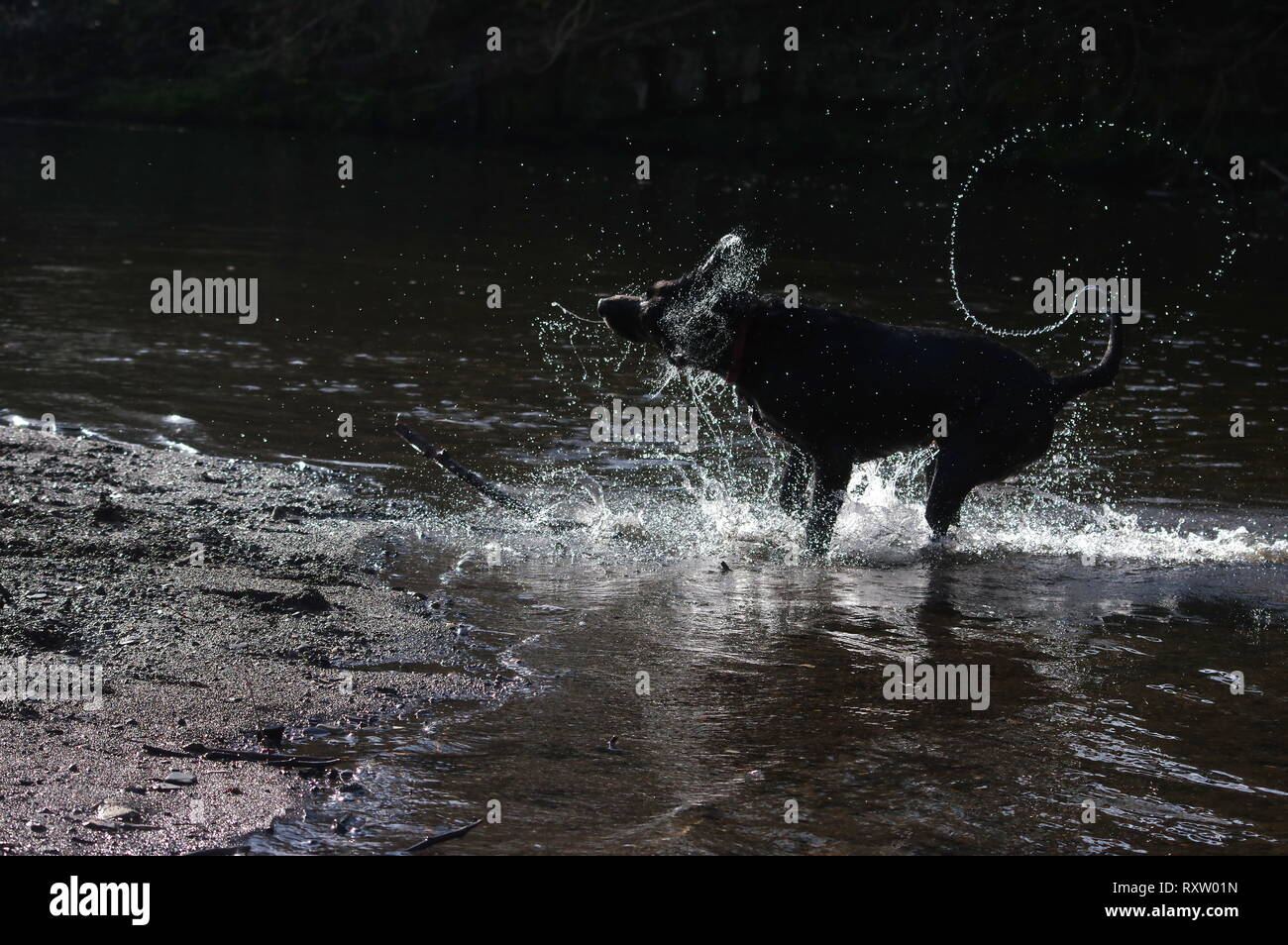 Black labrador shaking water Stock Photo - Alamy