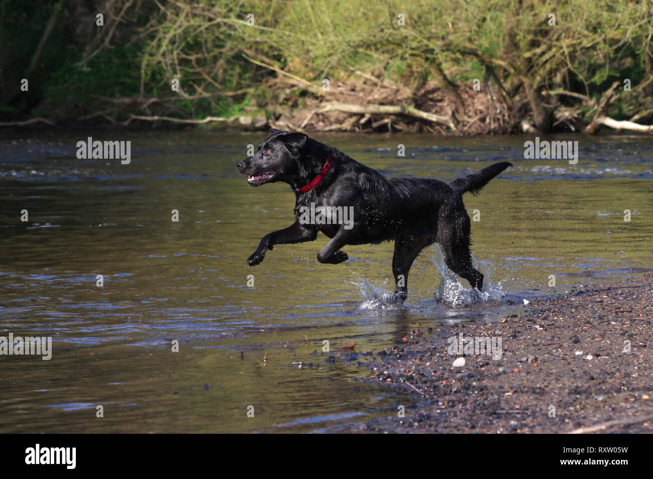Black labrador running in water Stock Photo - Alamy