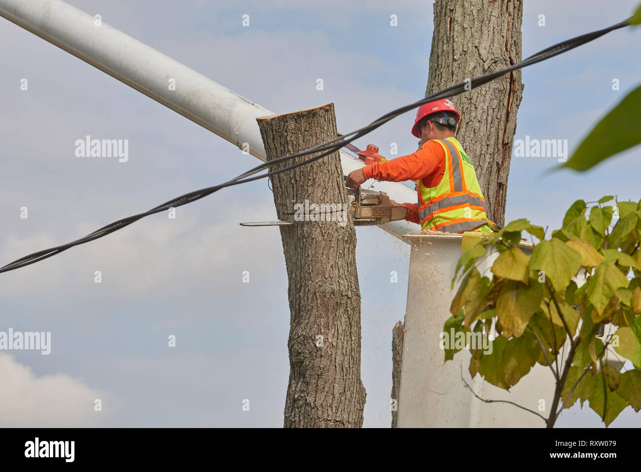 Tree cutting and topping to prevent damage to electric power lines ...