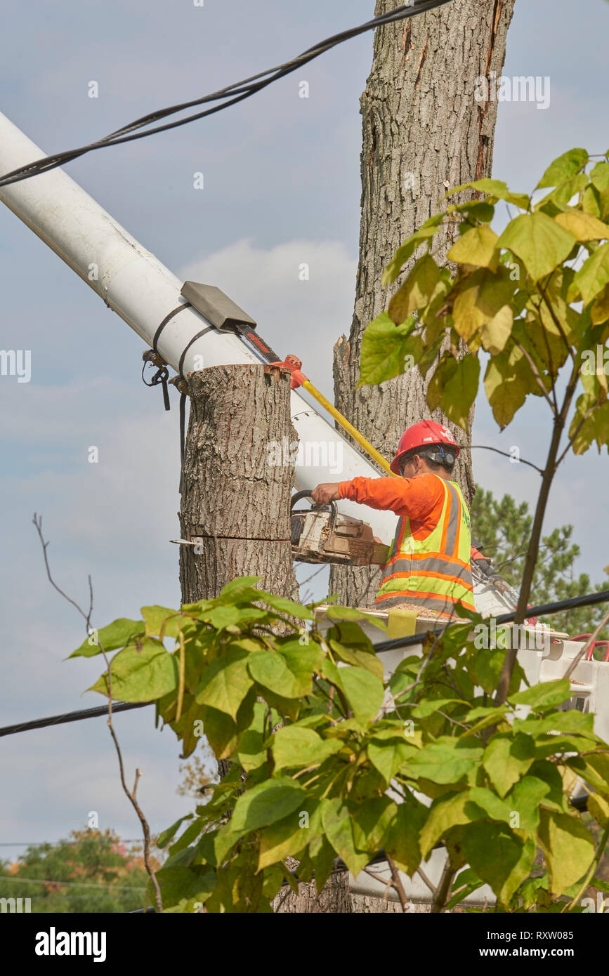 Tree cutting and topping to prevent damage to electric power lines ...