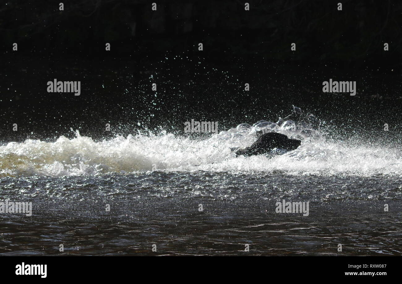 Black labrador swimming in river Stock Photo - Alamy