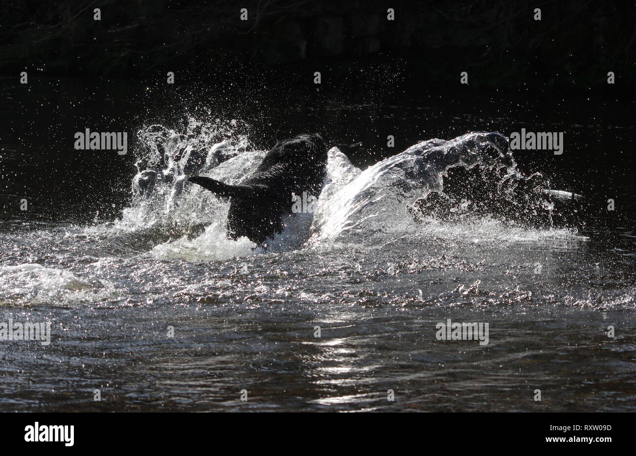 Black labrador jumping in river Stock Photo - Alamy