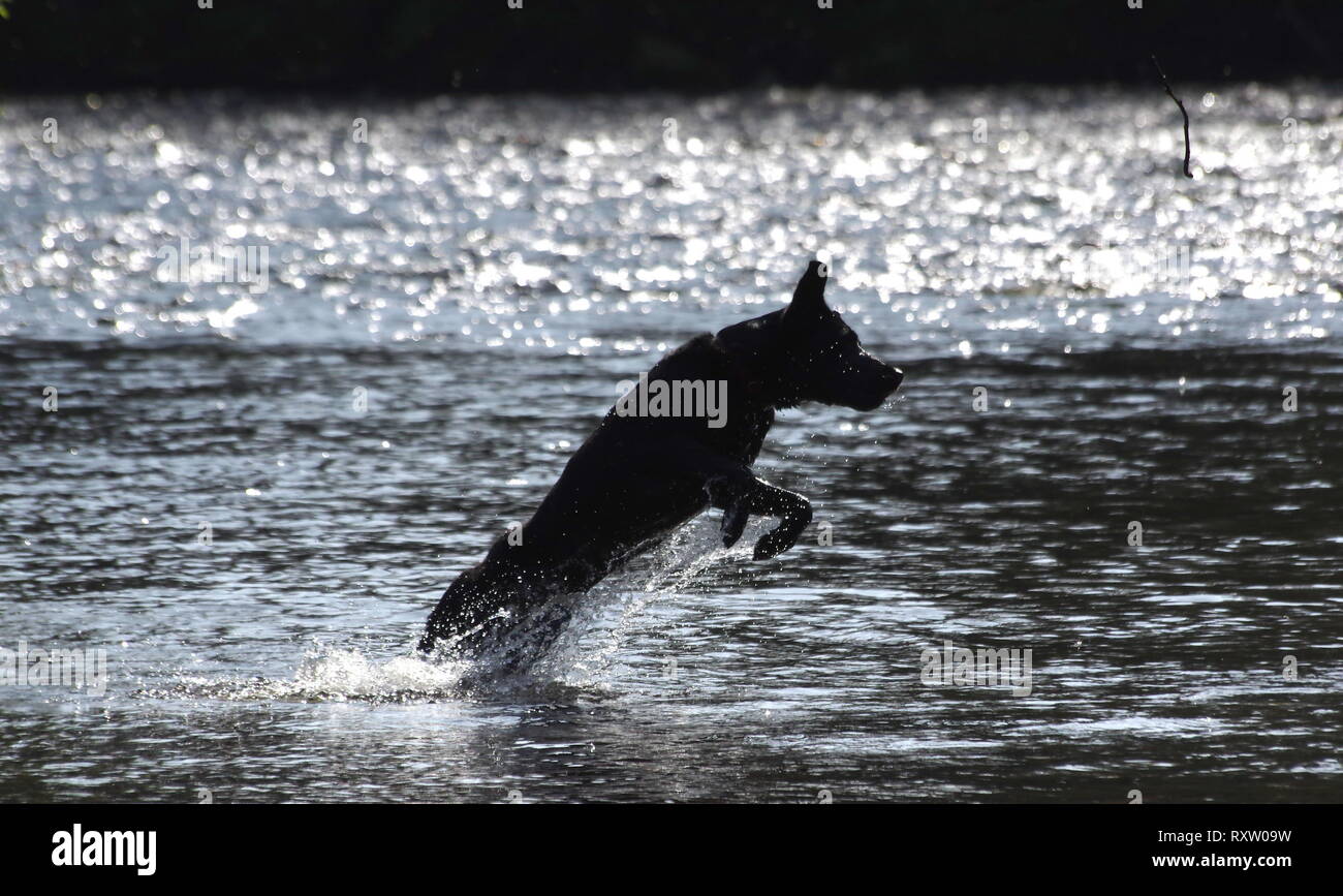 Black labrador jumping in river Stock Photo - Alamy